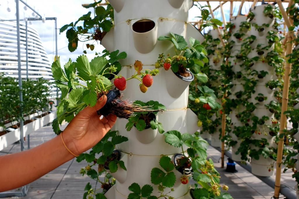Nature Urbaine: World’s largest rooftop urban farm opens in Paris ...