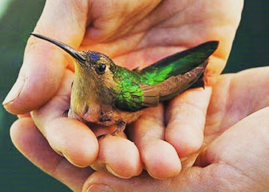 Hands are the antennas of our Soul- Elena Bernabe the wall of SanArte ...