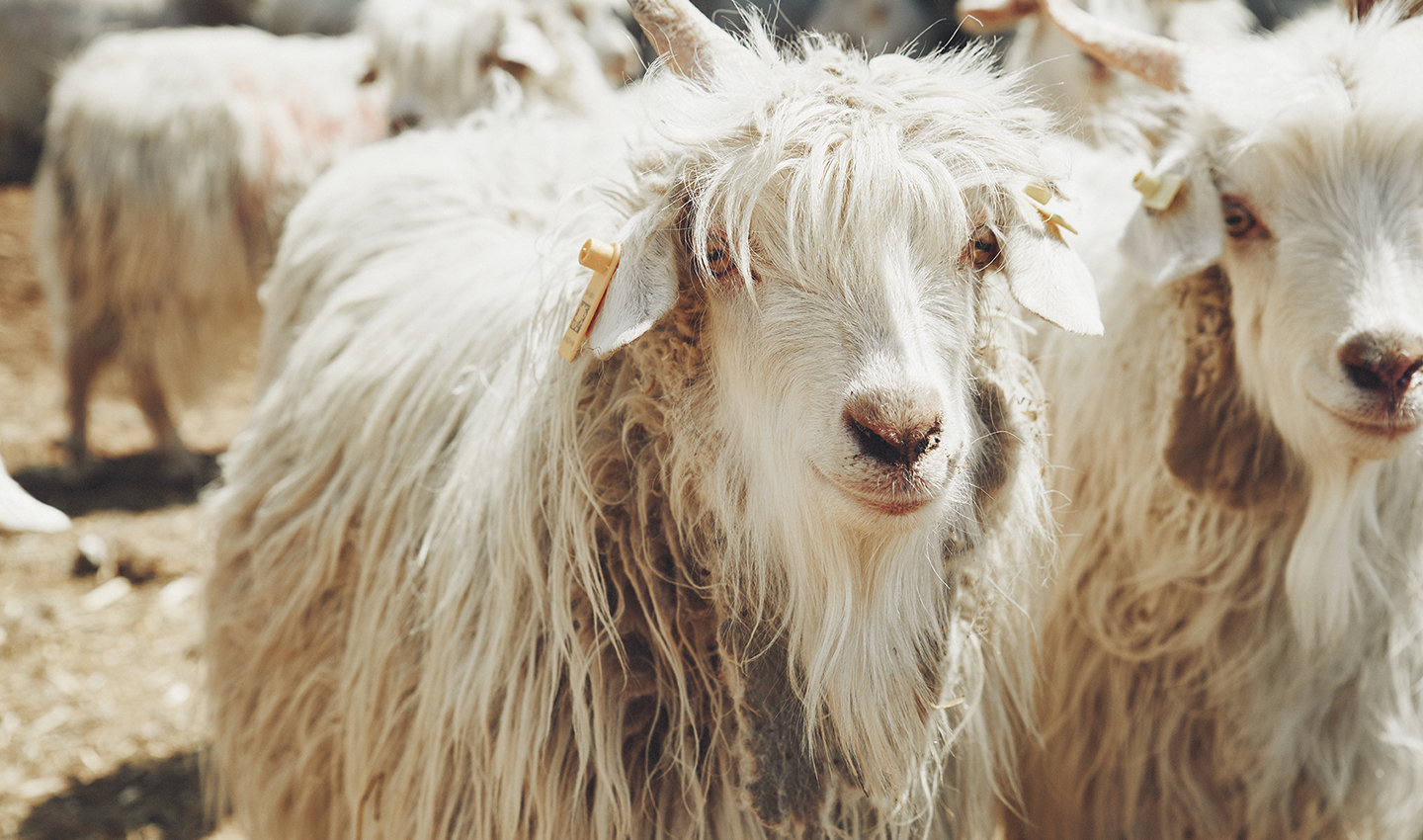 Magick and Symbolism of Cashmere- Nisha Designs